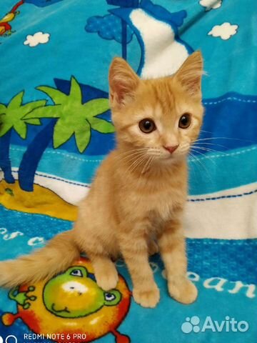 Котенок(кот)