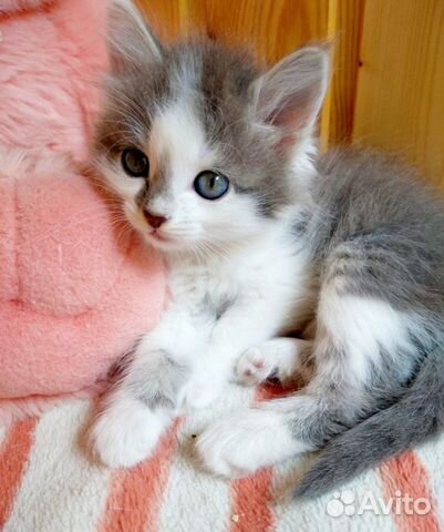 Котенок Люси ищет дом