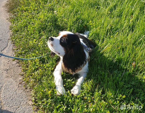 Кавалер мальчик Милый песик