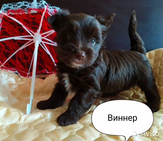 Шоколадные батончики