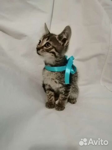 Котенок котик в добрые руки