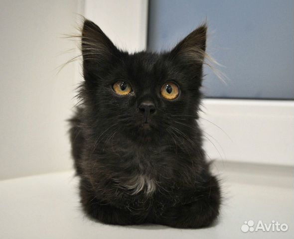 Необычный котёнок ищет дом