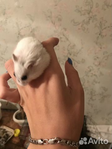 Хомячки
