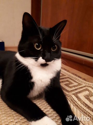 Кот 3 года Чаплин