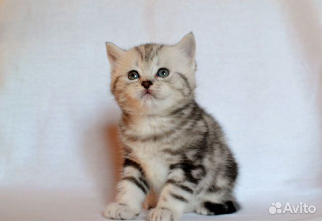 Британский мраморный котёнок
