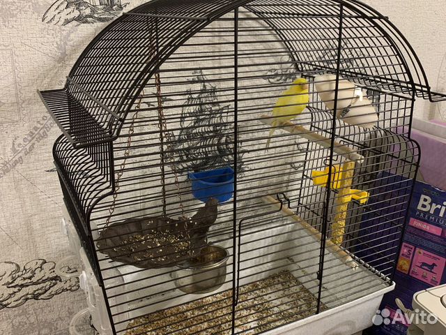 Канарейка и клетка