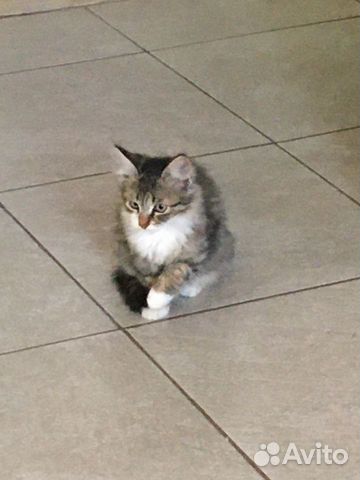Котята дворянской породы