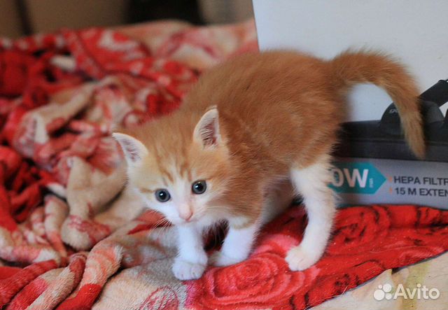 Котенок мальчик Симба 1.5 мес