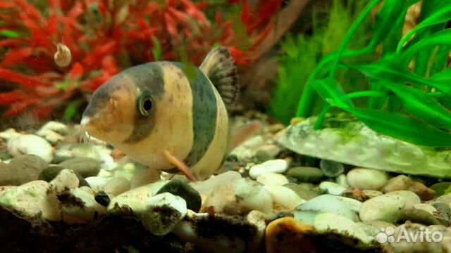 Барбус клоун