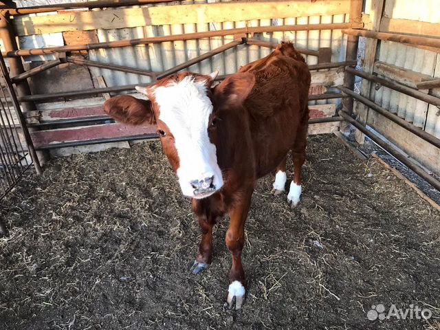 Корова, телёночка