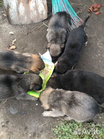 Собаки сторожевые