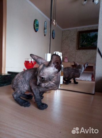 Котёнок канадского сфинкса