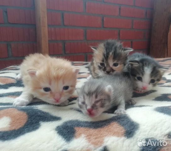 Очаровательные котята желают обрести семью)