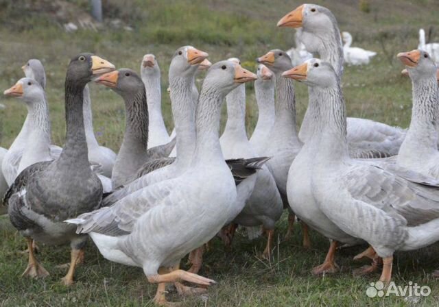 Гуси,утки,куры,индюшки