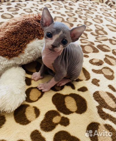 Канадский сфинкс