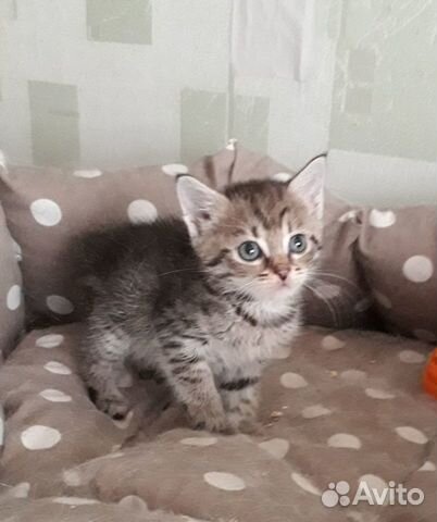 Девчушка-симпатюшка,1,5 мес,ищем дом