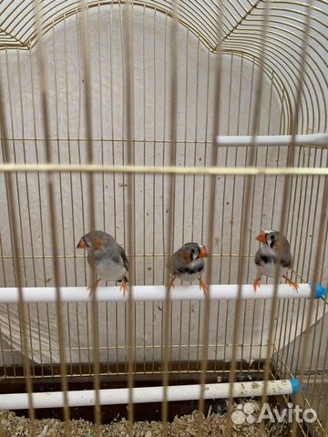 Продаются амадины (самцы)