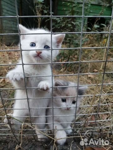 Котята