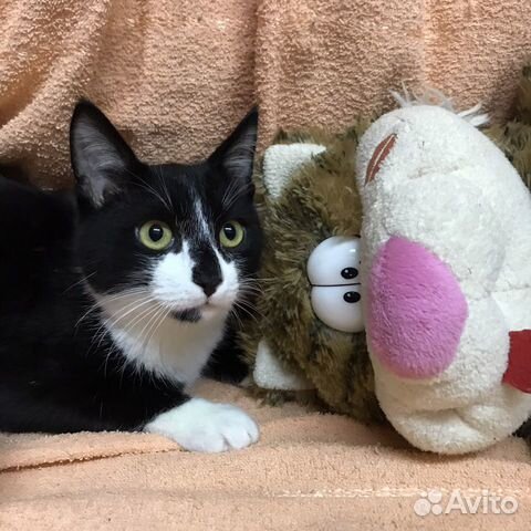 Котофей котик 6 месяцев