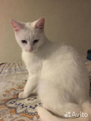 Белоснежная красавица с янтарными глазами