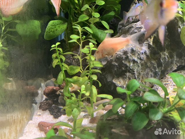 Коридорасы крабчатые альбиносы (бесплатно 2шт)