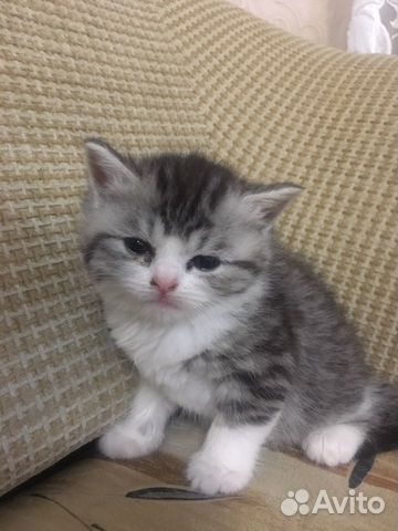 Продам котят