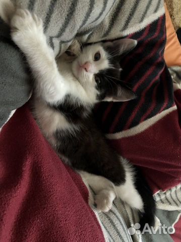 Отдам в добрые руки котёнка мышеловку