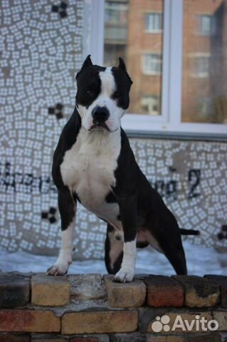 Стаффордширский терьер