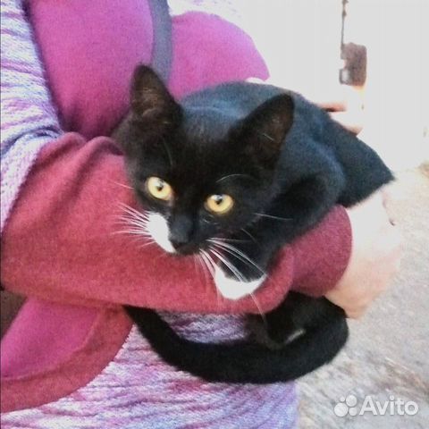 Котенок в добрые руки