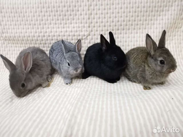 Крольчата мини в Уфе