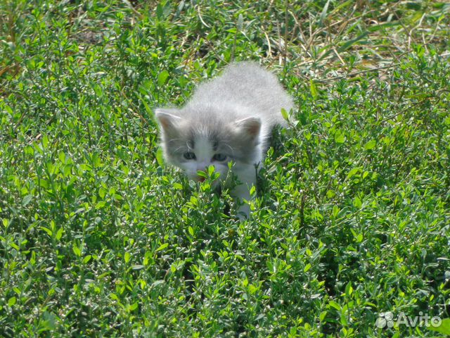 Котенок в добрые руки