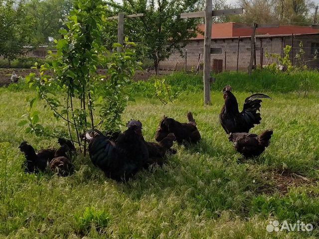 Петухи ухей иллюй, мини мясные палевые