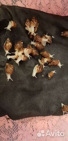 Улитята Ахатина ретикулята альбино