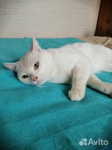 Айсик отдам в добрые руки. Доставка