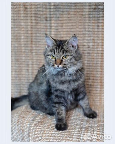 Кошка Маргарита ищет хозяина. В хорошие руки