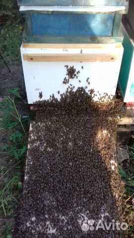 Пчелопакеты,пчелосемьи,пчеломатки