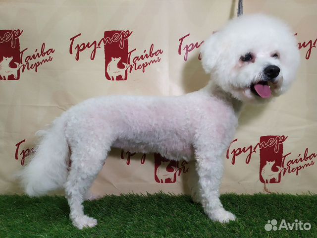 Ищем жениха