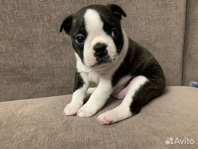 Бостон терьер щенок 1,5 месяца