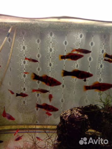 Берлинские меченосцы и молинезии