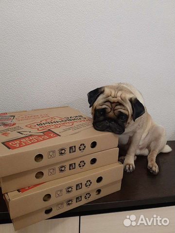 Мопс для вязки