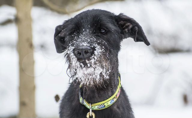 Ищет дом Боня,метис ризеншнауцера и трепетной лани