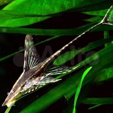 Стурисома панамская