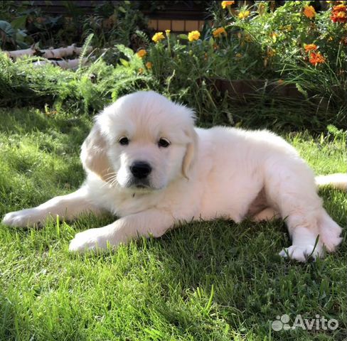 Голден ретривер