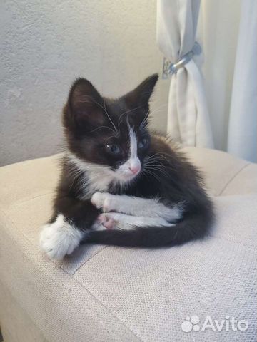 Котёнок в добрые руки