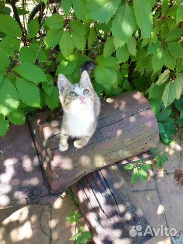 Малыши Ириска и Микки ищут любящую семью