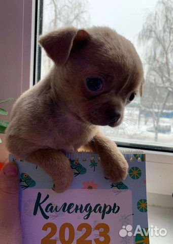 Щенки чихуахуа большой выбор