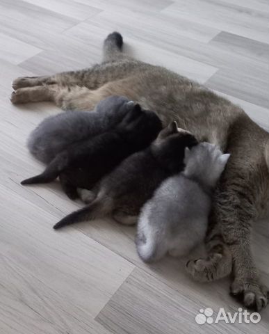 Британские котята