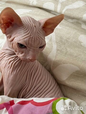 Канадский сфинкс