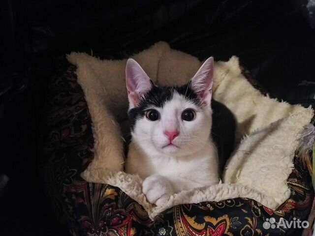 Котозайка Зосенька ищет своих обожателей. 6 мес