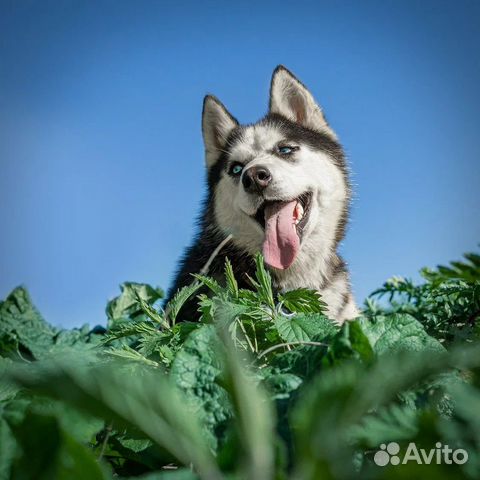 Сибирский хаски Николь